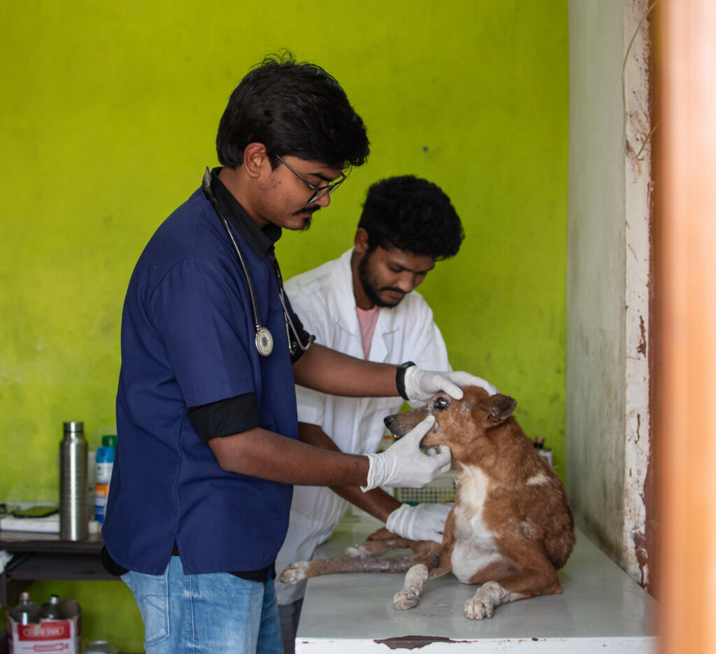 Spay Neuter India's 5000 Stray Dogs and Cats - GlobalGiving