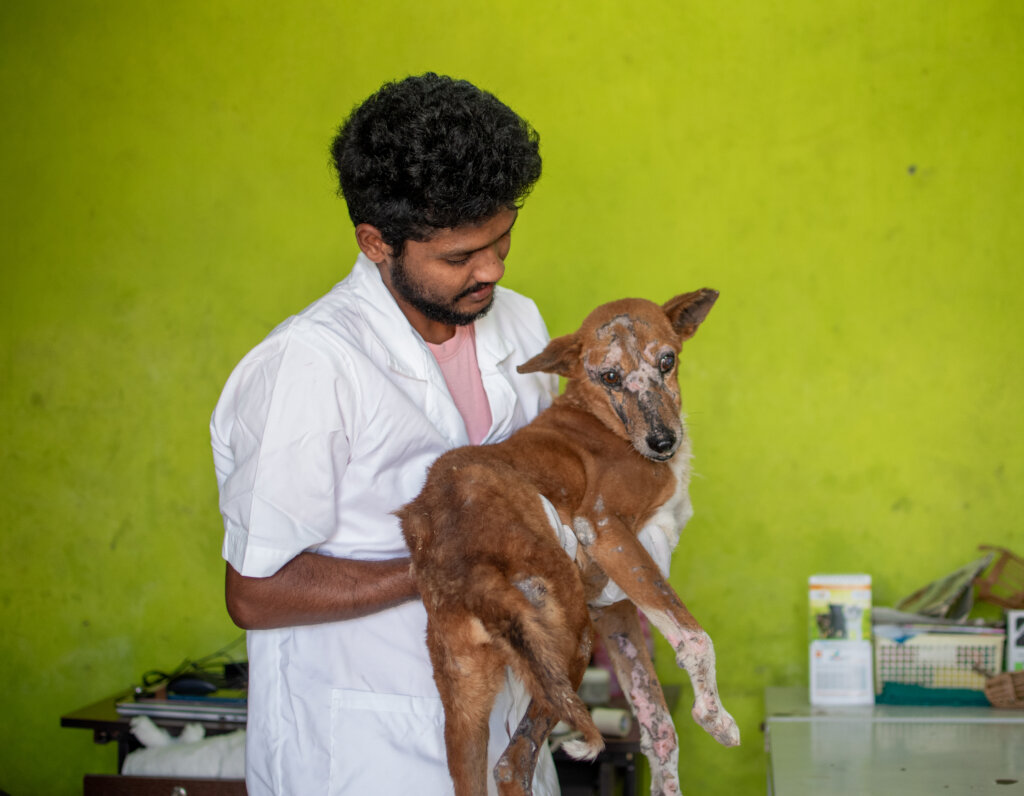 Spay Neuter India's 5000 Stray Dogs and Cats - GlobalGiving