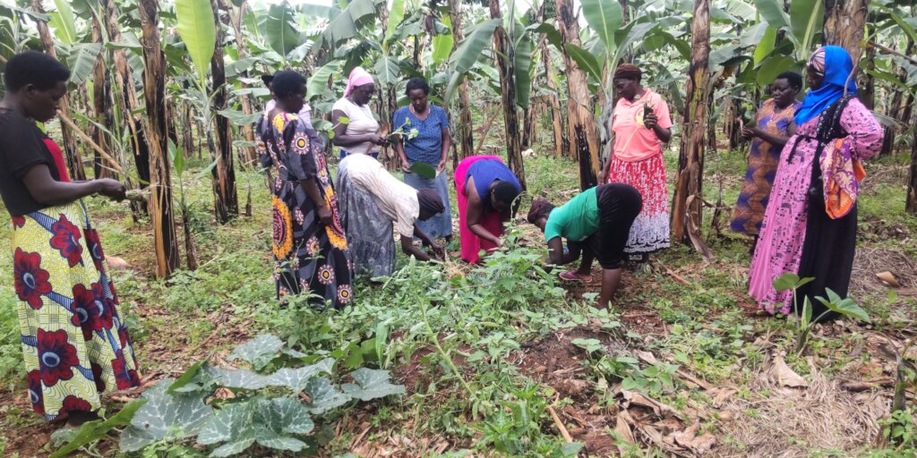 Reducing Food Insecurity through Vegetable Farming - GlobalGiving