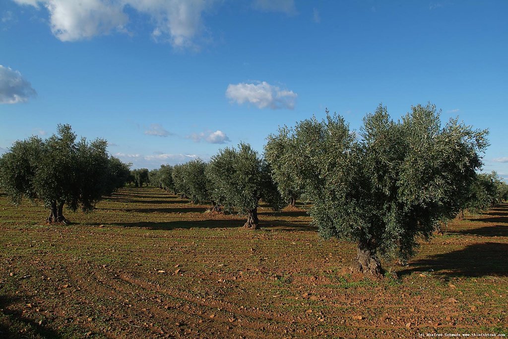 Reports on Olive tree planting with 200 Moroccan families - GlobalGiving