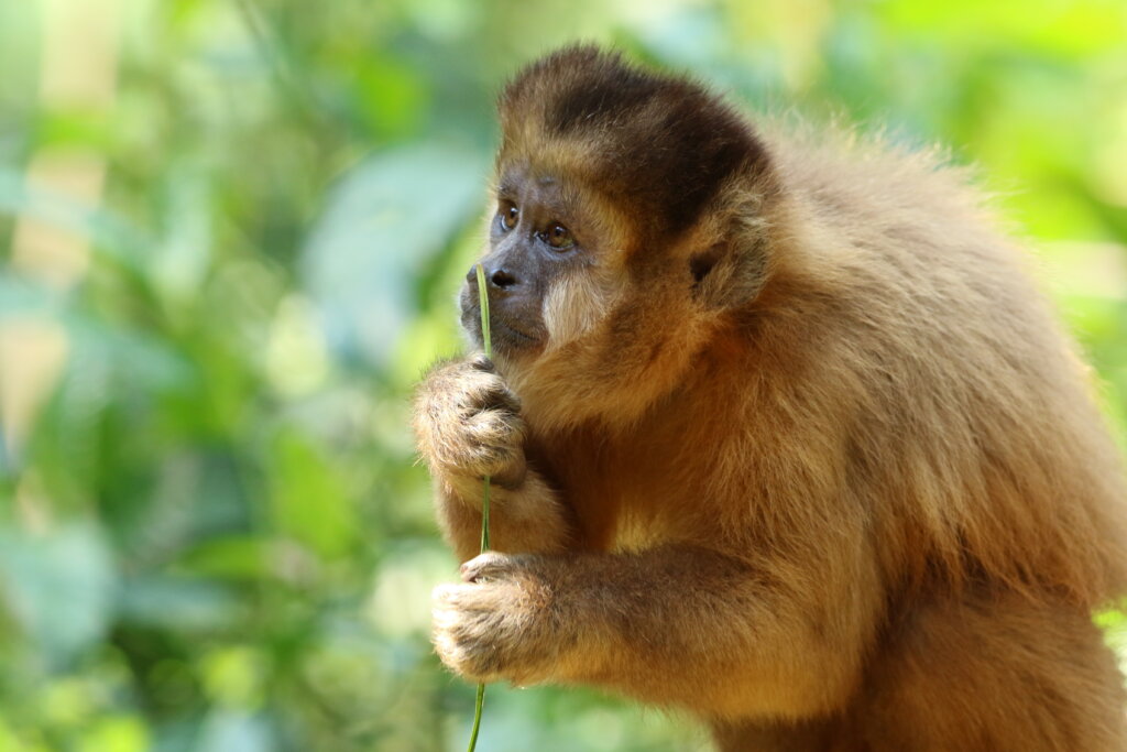 Help build the 3rd Capuchin Area at Jacj Cuisi! - GlobalGiving
