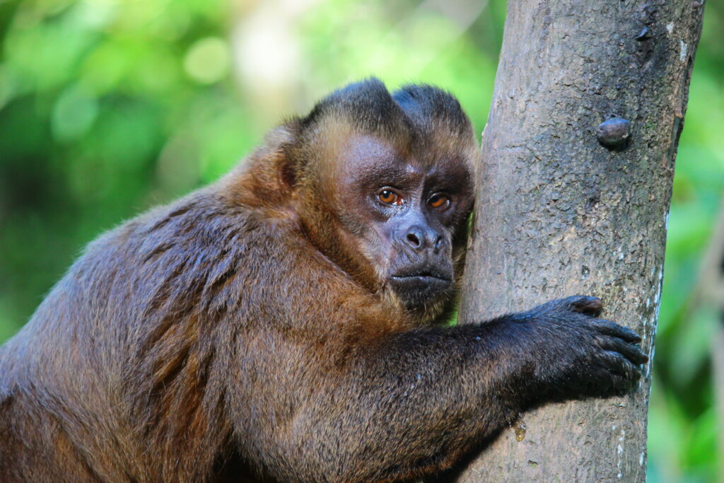 Help build the 3rd Capuchin Area at Jacj Cuisi! - GlobalGiving