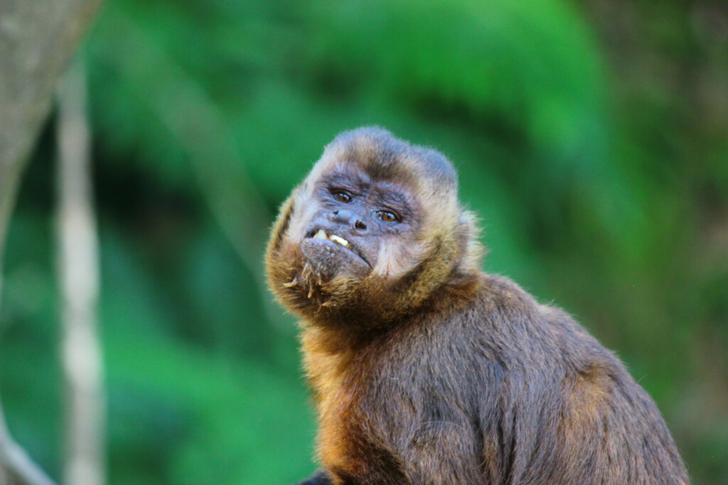 Help build the 3rd Capuchin Area at Jacj Cuisi! - GlobalGiving