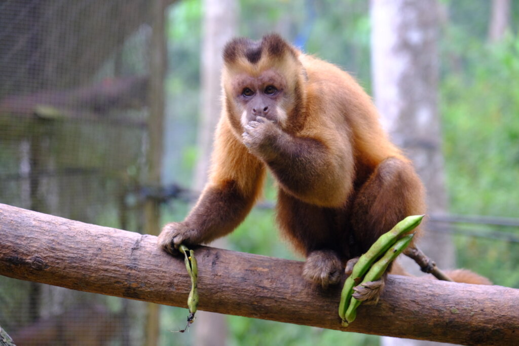 Help build the 3rd Capuchin Area at Jacj Cuisi! - GlobalGiving