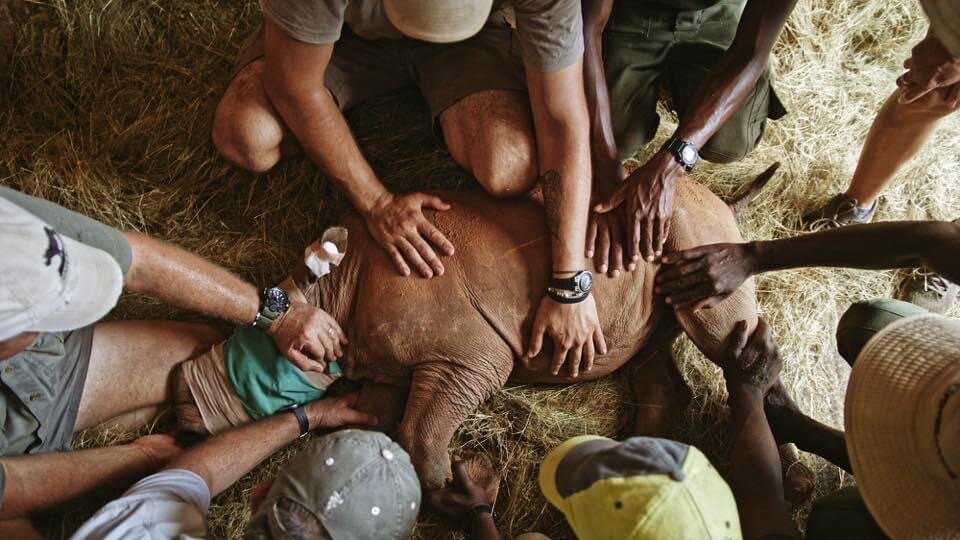 Save Orphaned and Injured Rhinos - GlobalGiving