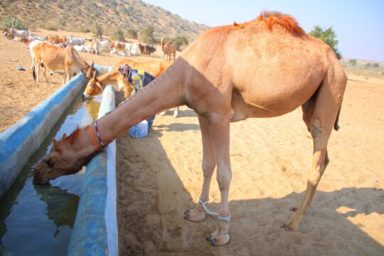 Solar Submersible Clean Water for Pakistan - GlobalGiving