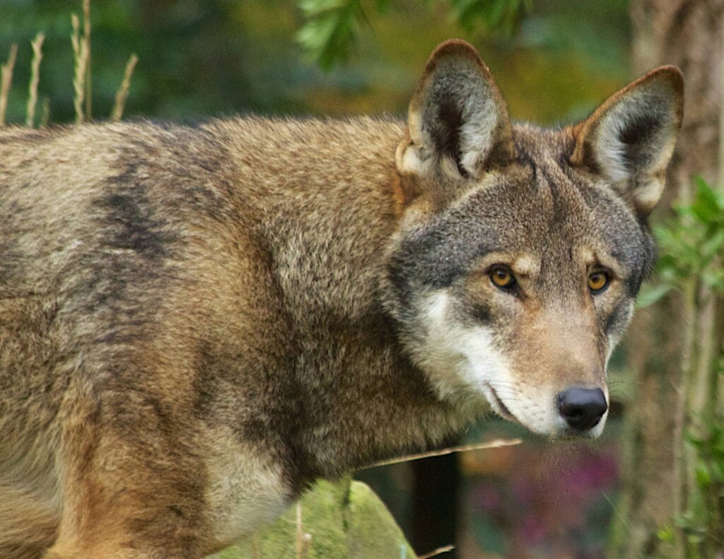 Red Wolf Wildlife Crossing Fund - GlobalGiving