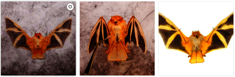 How to Share Save Painted Woolly Bats from senseless slaughter ...