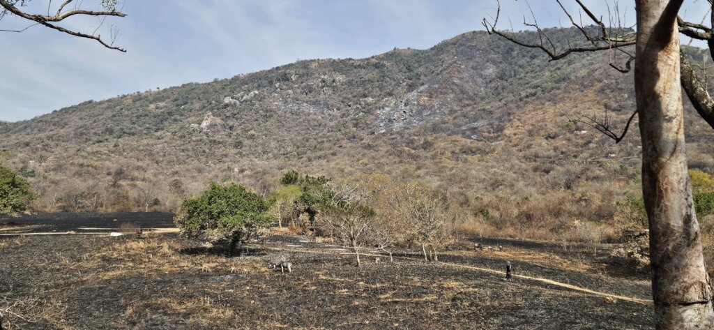 Help Wide Horizons rise from the ashes - GlobalGiving