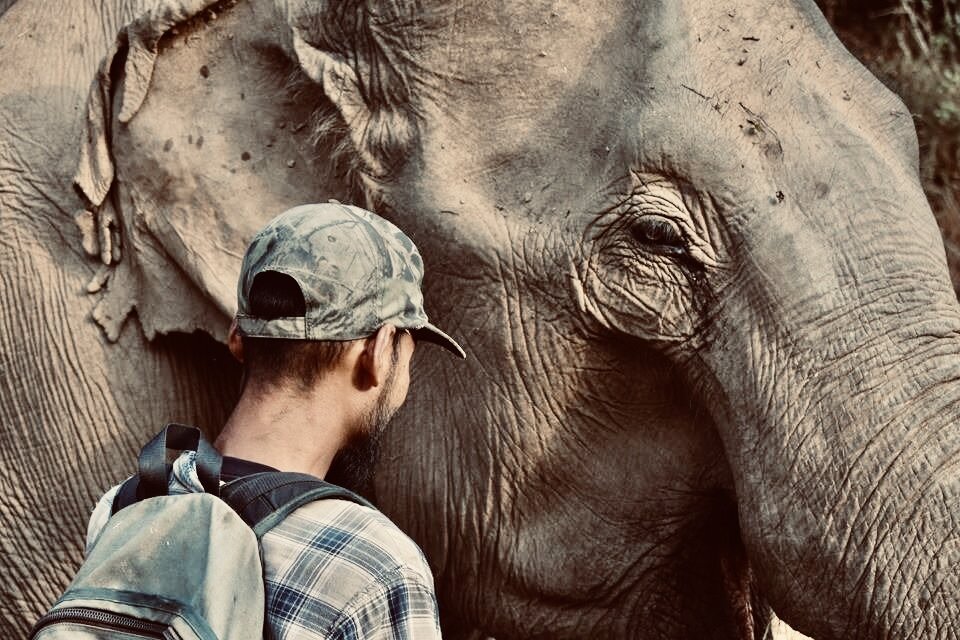 Save and Rescue an Asian Elephant Today - GlobalGiving