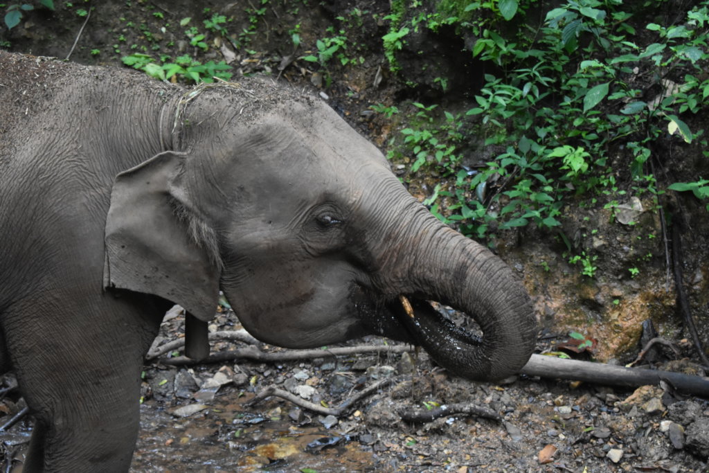 Save and Rescue an Asian Elephant Today - GlobalGiving