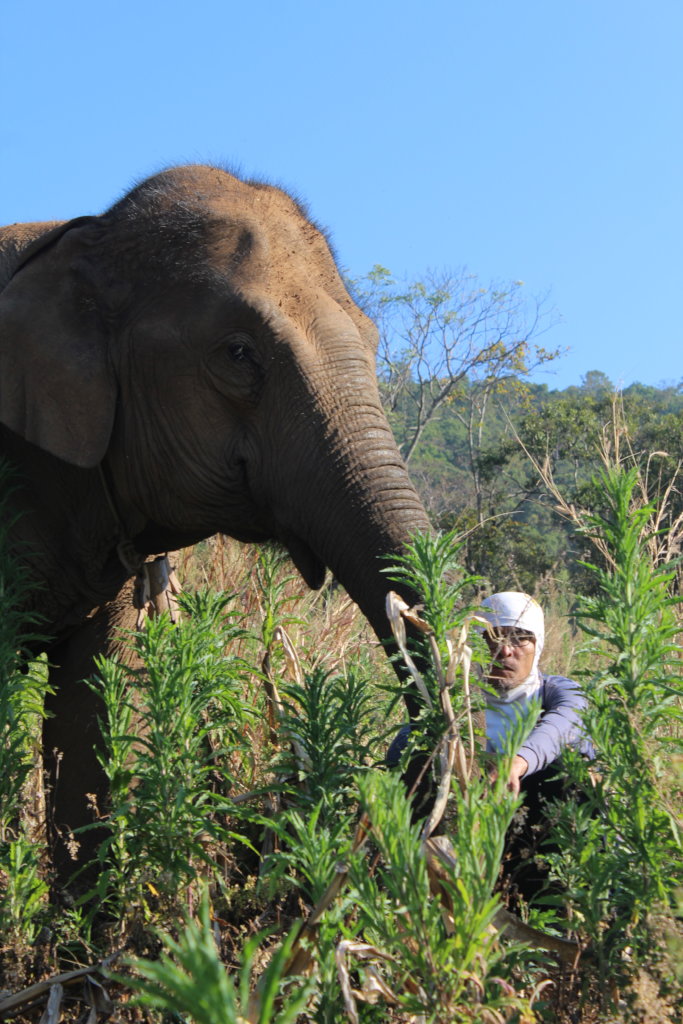 Save and Rescue an Asian Elephant Today - GlobalGiving