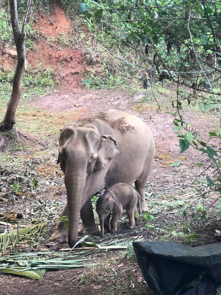 Save and Rescue an Asian Elephant Today - GlobalGiving