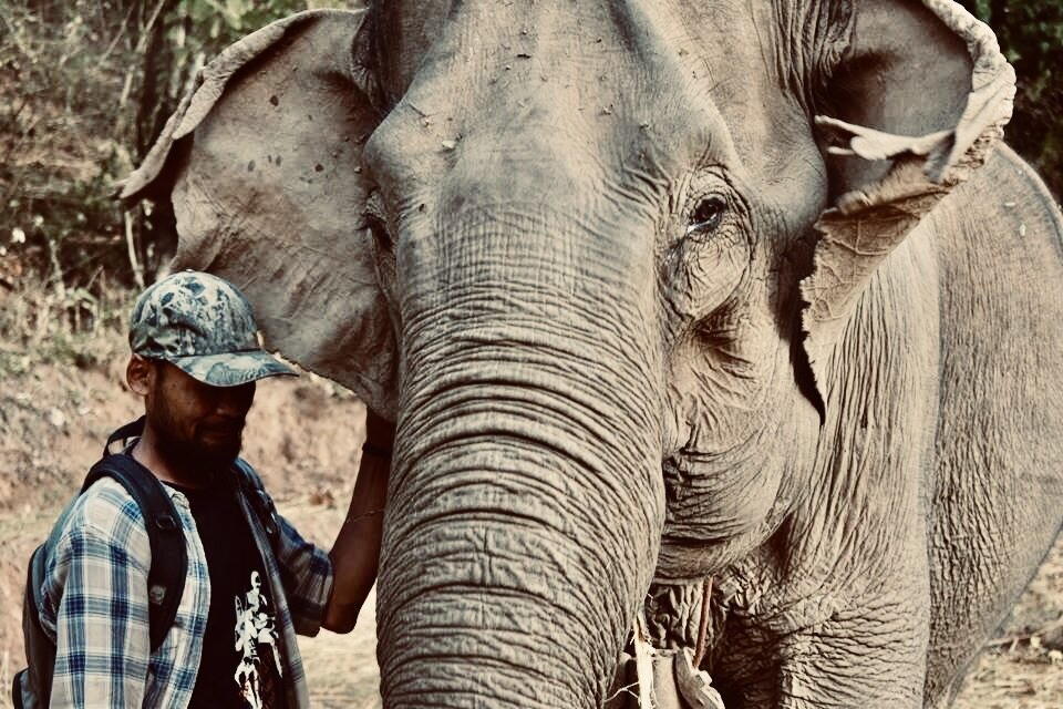 Save and Rescue an Asian Elephant Today - GlobalGiving