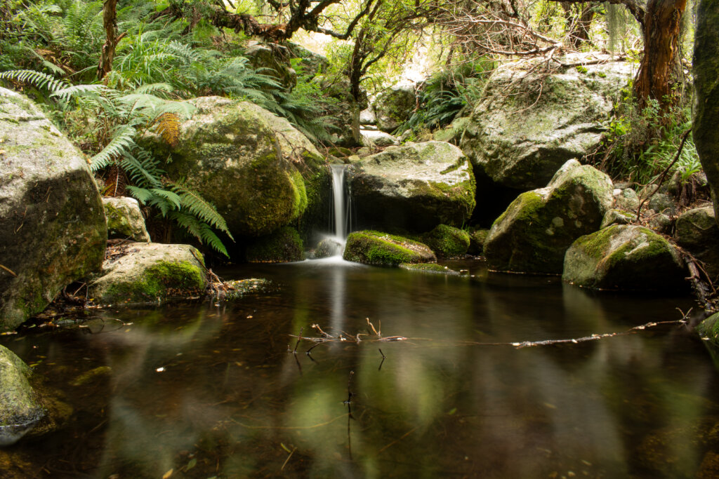 Donate to Reforesting headwaters of the future, Argentina - GlobalGiving
