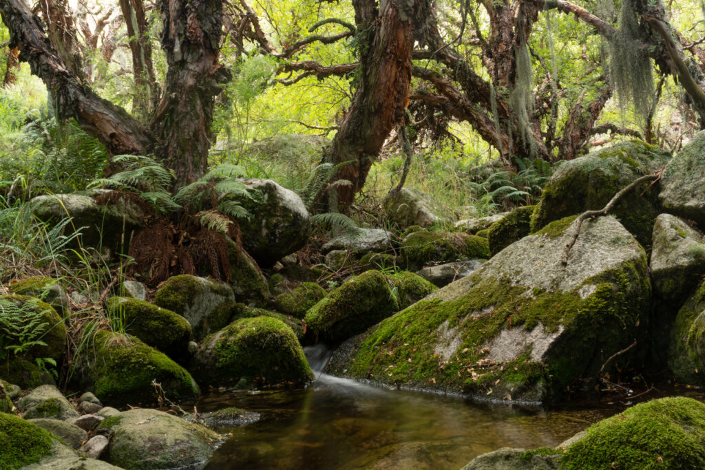 Donate to Reforesting headwaters of the future, Argentina - GlobalGiving