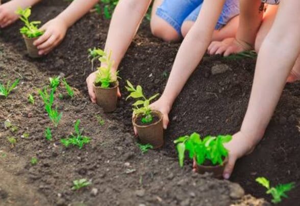 Plantation Drive for Independence Month - GlobalGiving