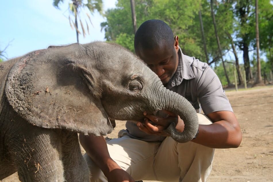 Donate to Rescue and Protect Orphaned Elephants in Botswana - GlobalGiving