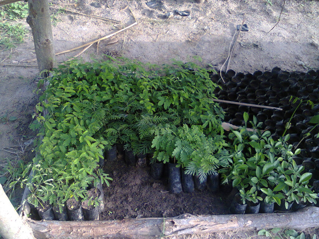 Plant 50,000 Trees In Eastern Uganda - GlobalGiving