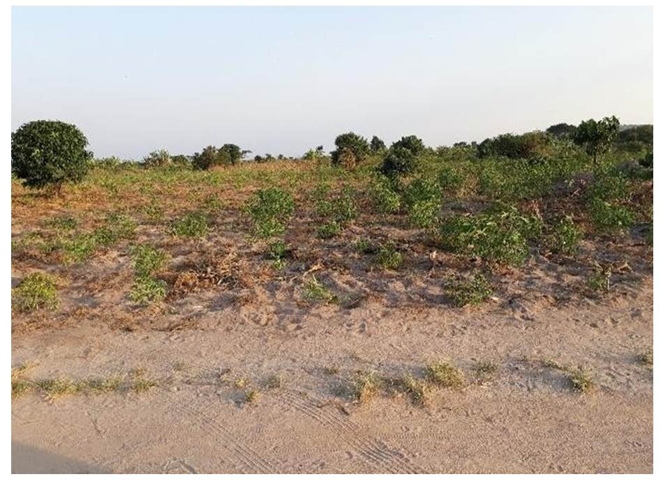 Plant 50,000 Trees In Eastern Uganda - GlobalGiving