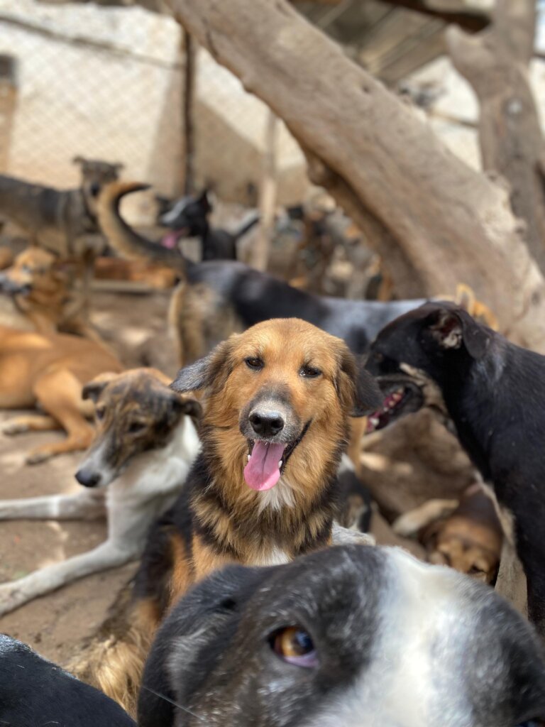 Adopt @ Morocco Animal Aid - GlobalGiving