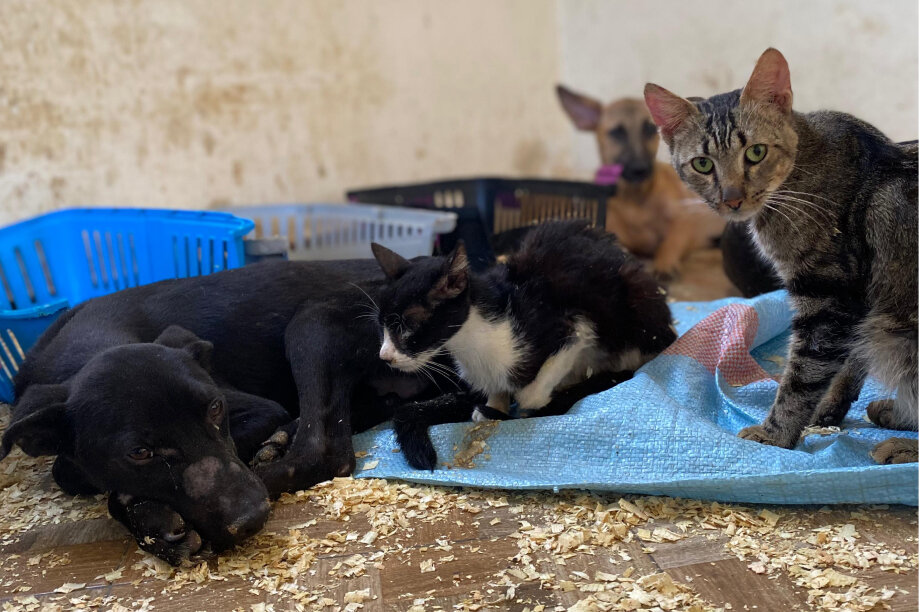 Adopt @ Morocco Animal Aid - GlobalGiving