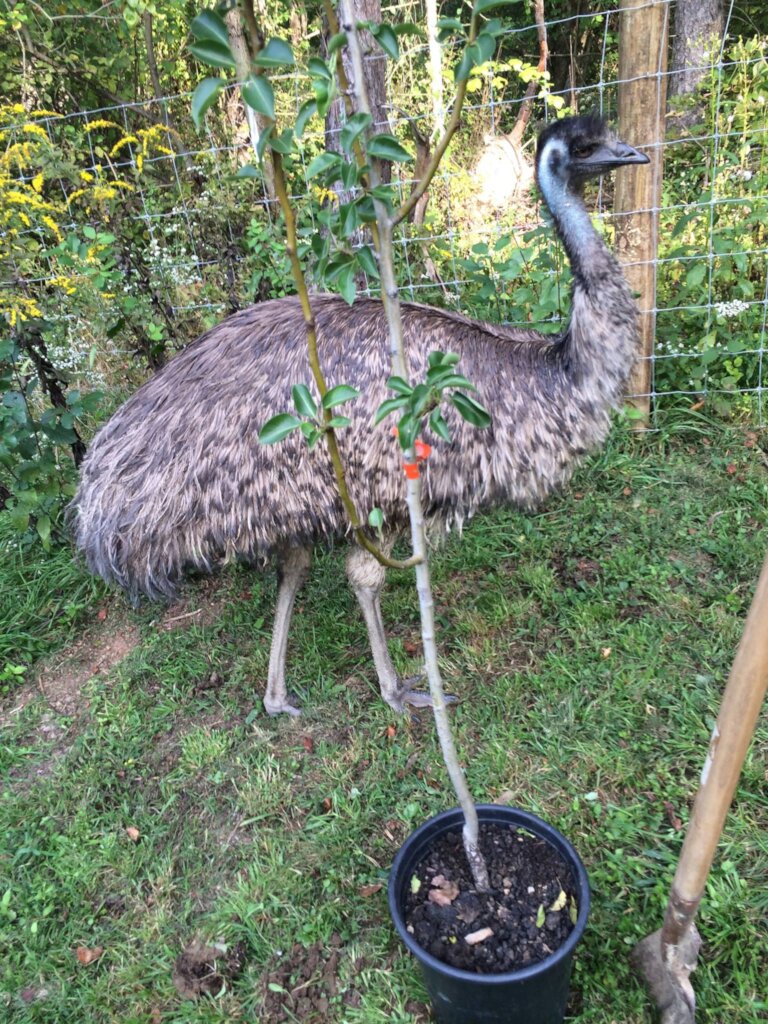 Planting orchards for rescued animals - GlobalGiving