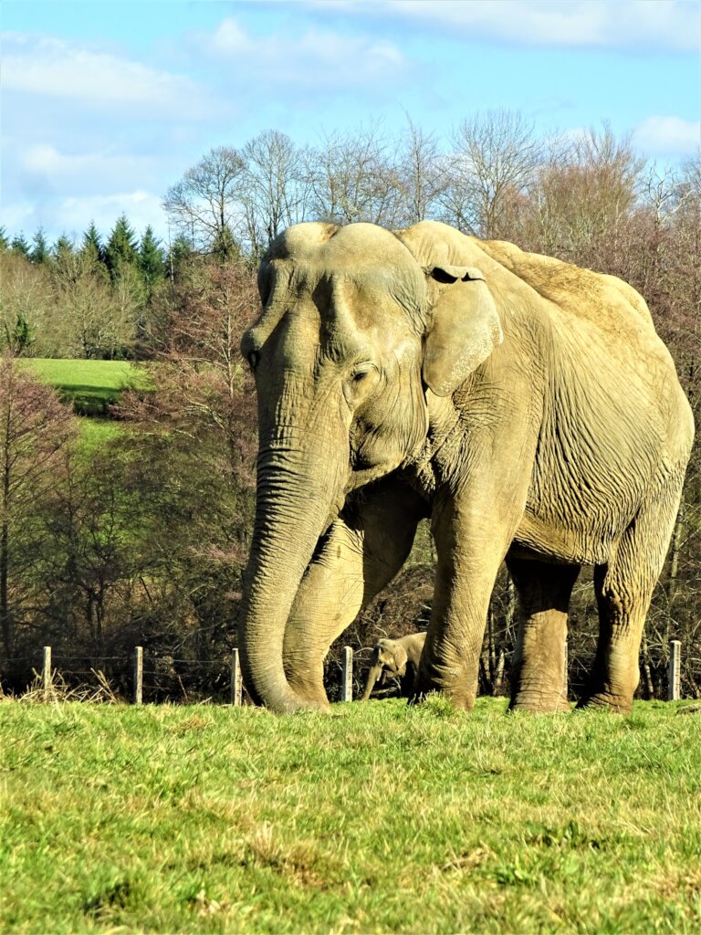 Funds for European sanctuary for retired elephants - GlobalGiving