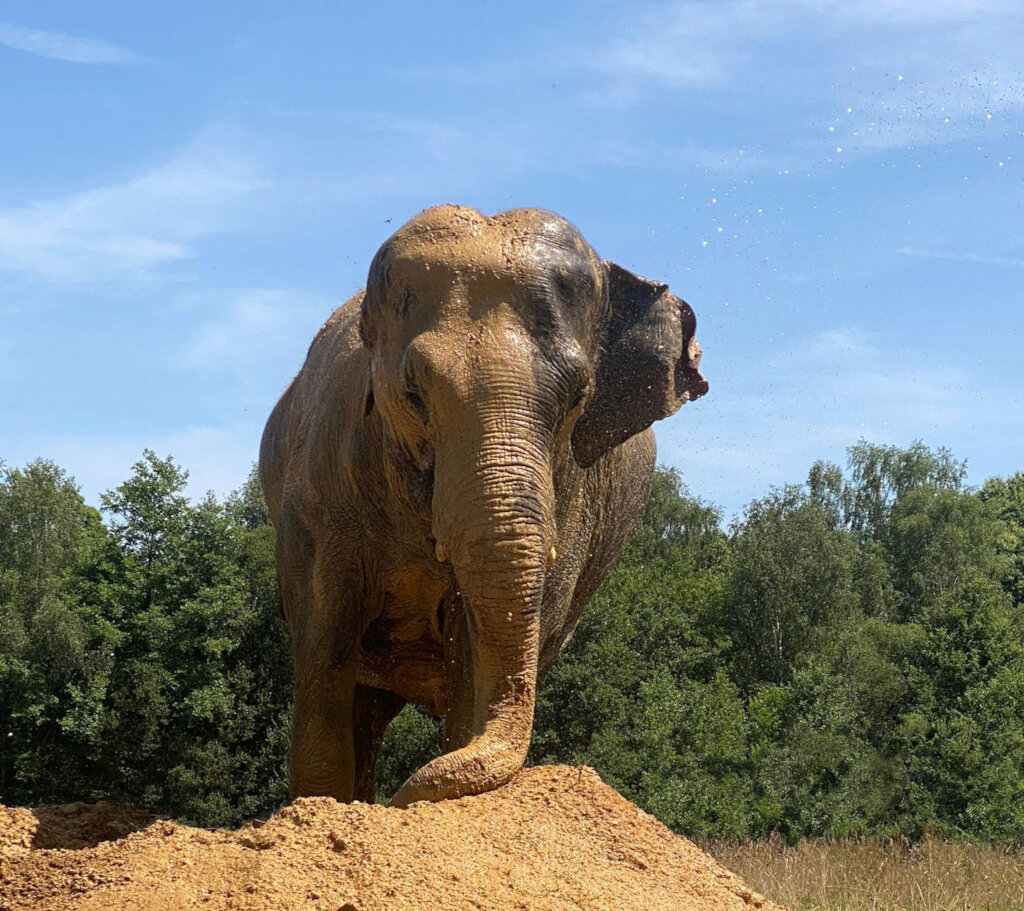 Funds for European sanctuary for retired elephants - GlobalGiving