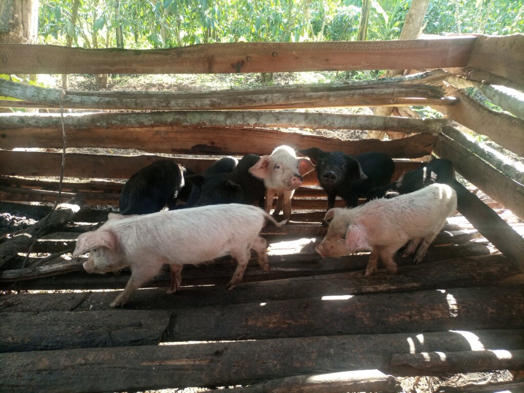 Pigs for Prosperity: Empower 40 Widows and Orphans - GlobalGiving