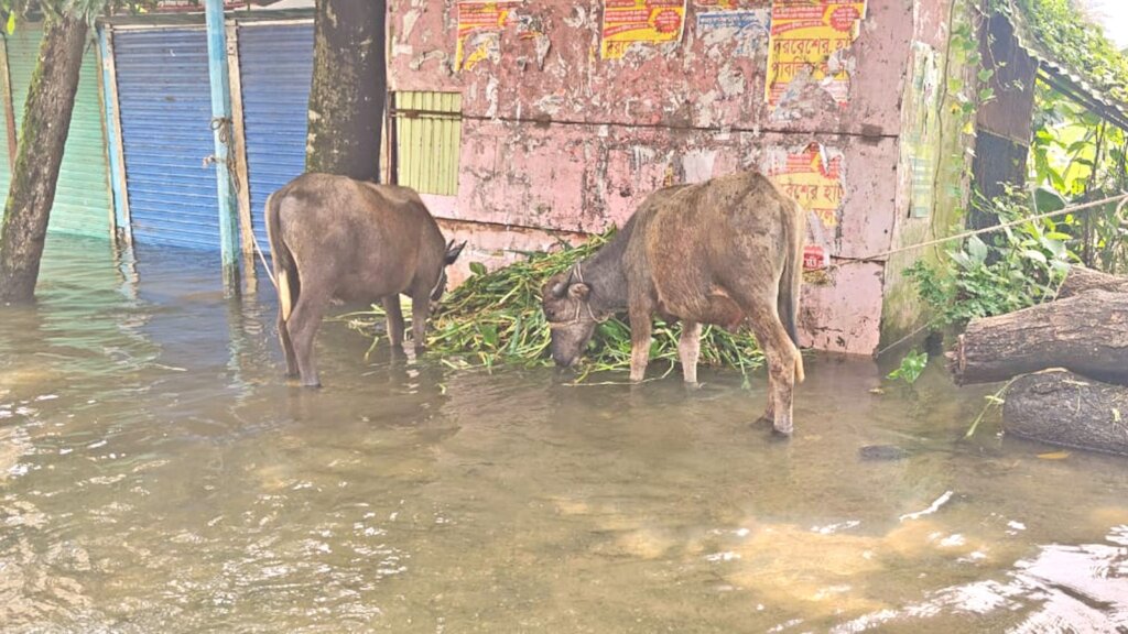 Assist Flood Affected People in Bangladesh - GlobalGiving