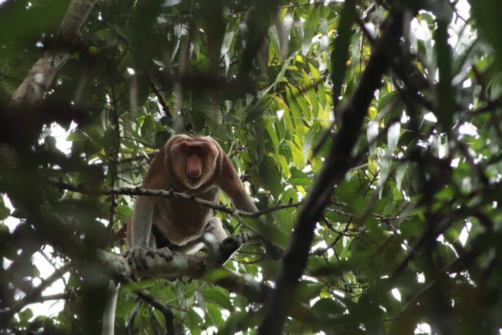 Photos from Help us to save the forest of orangutans ! - GlobalGiving