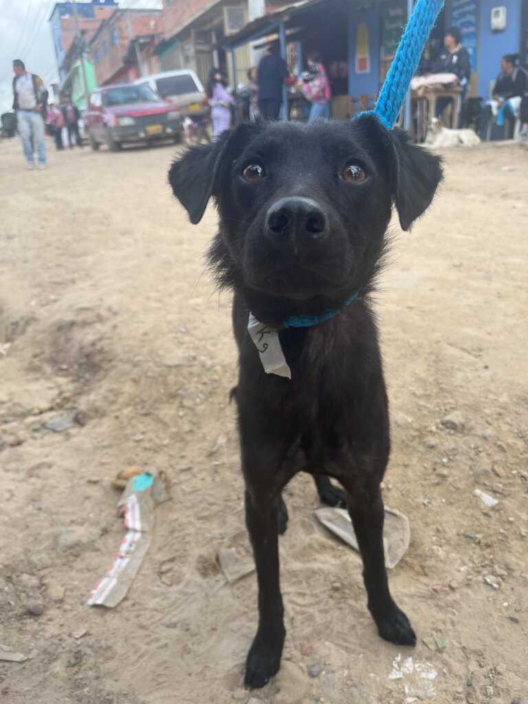 Sterilization of 2,000 dogs and cats in Colombia - GlobalGiving