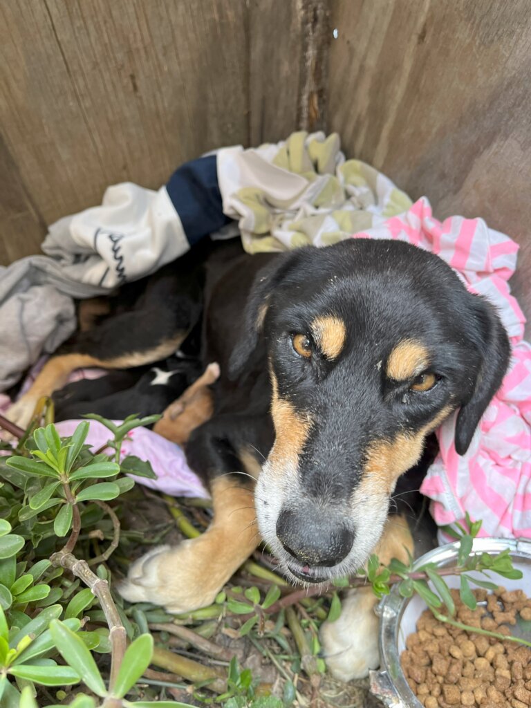 Sterilization of 2,000 dogs and cats in Colombia - GlobalGiving