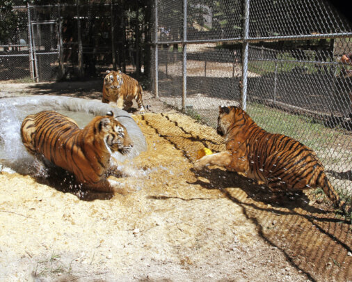 Echoes of The Wild: Predator Preserve Expansion - GlobalGiving