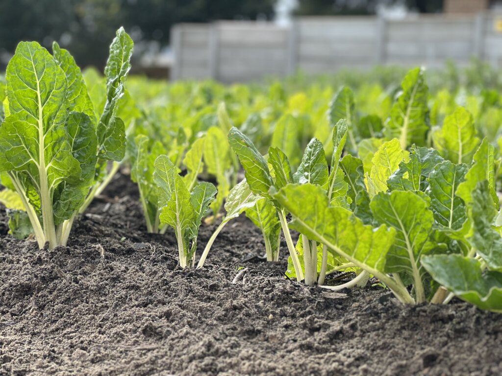 Community Vegetable Garden - GlobalGiving