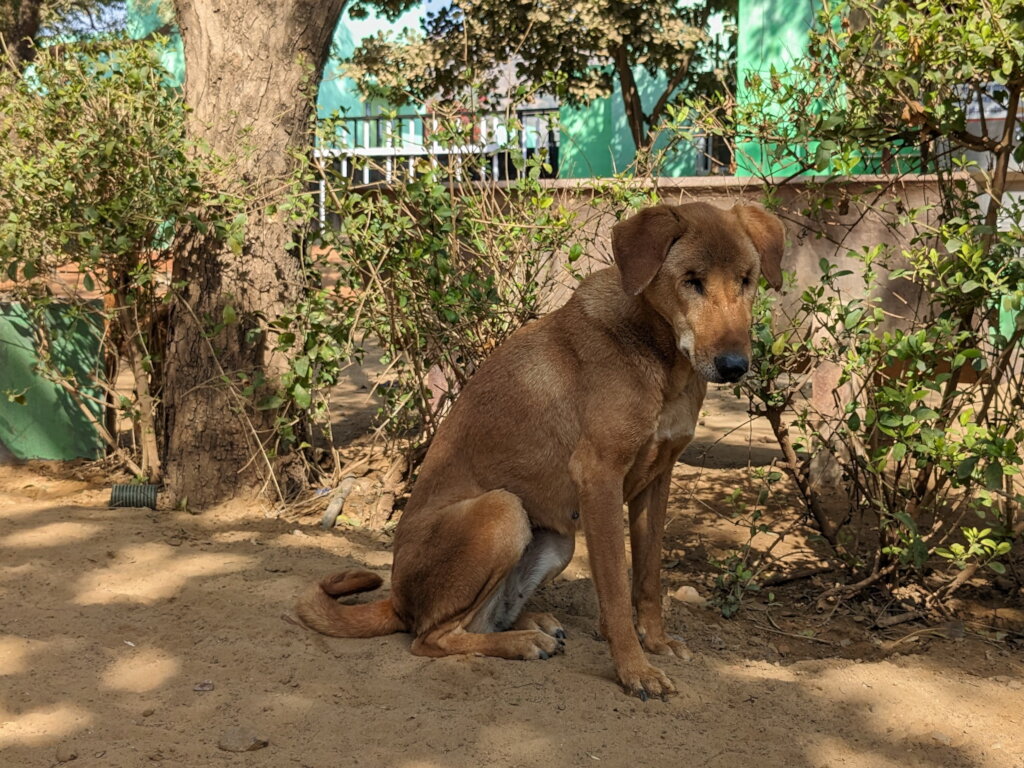 Give Disabled Dogs Lifelong Care In New Shelter - GlobalGiving