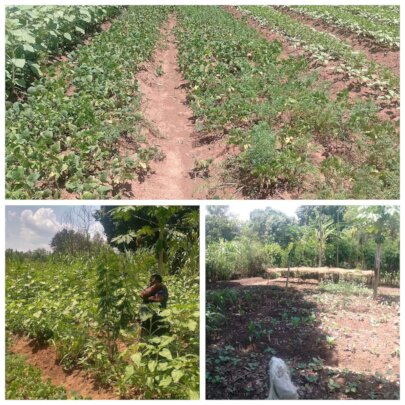 Sow Seeds of Hope - GlobalGiving