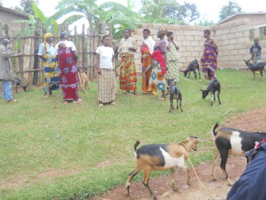 Enable 50 Rwandan Mothers to Farm for Profit - GlobalGiving