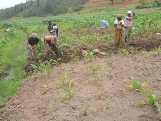 Enable 50 Rwandan Mothers to Farm for Profit - GlobalGiving