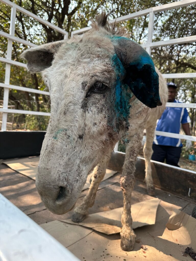 Purchase an Animal rescue and education vehicle - GlobalGiving