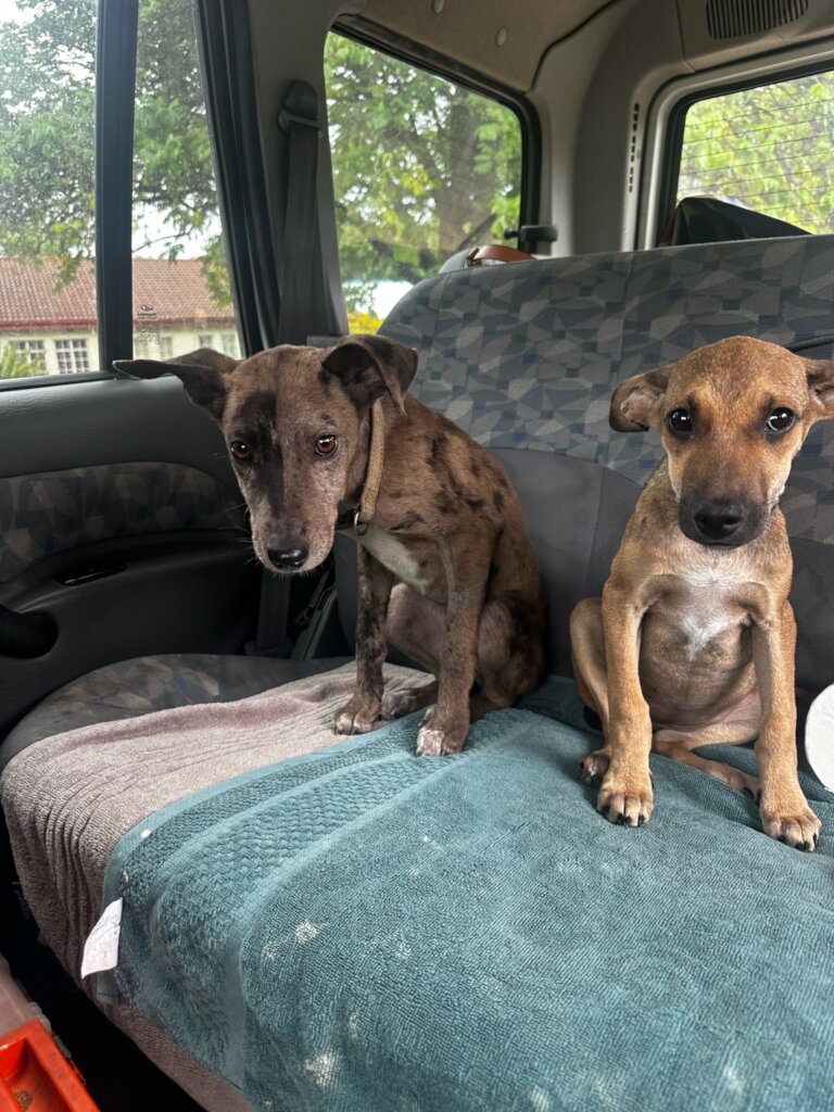 Purchase an Animal rescue and education vehicle - GlobalGiving