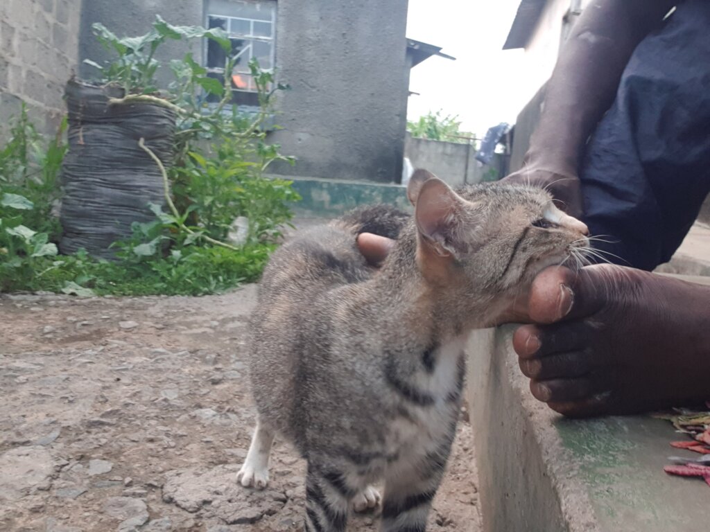 Kate's Haven - A Refuge for Stray Cats - GlobalGiving