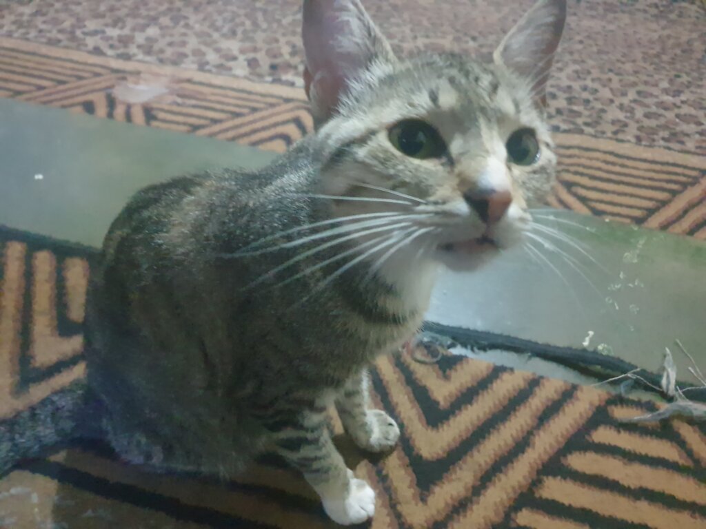 Kate's Haven - A Refuge for Stray Cats - GlobalGiving