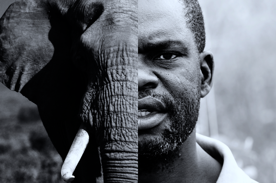 Elephants Alive Shepherd Program - GlobalGiving