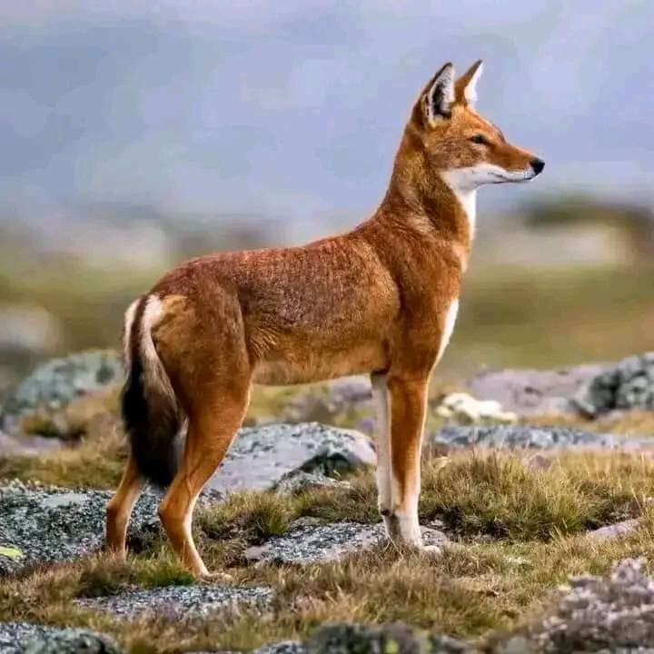 : Safeguarding Ethiopian Wolves from Extinction - GlobalGiving