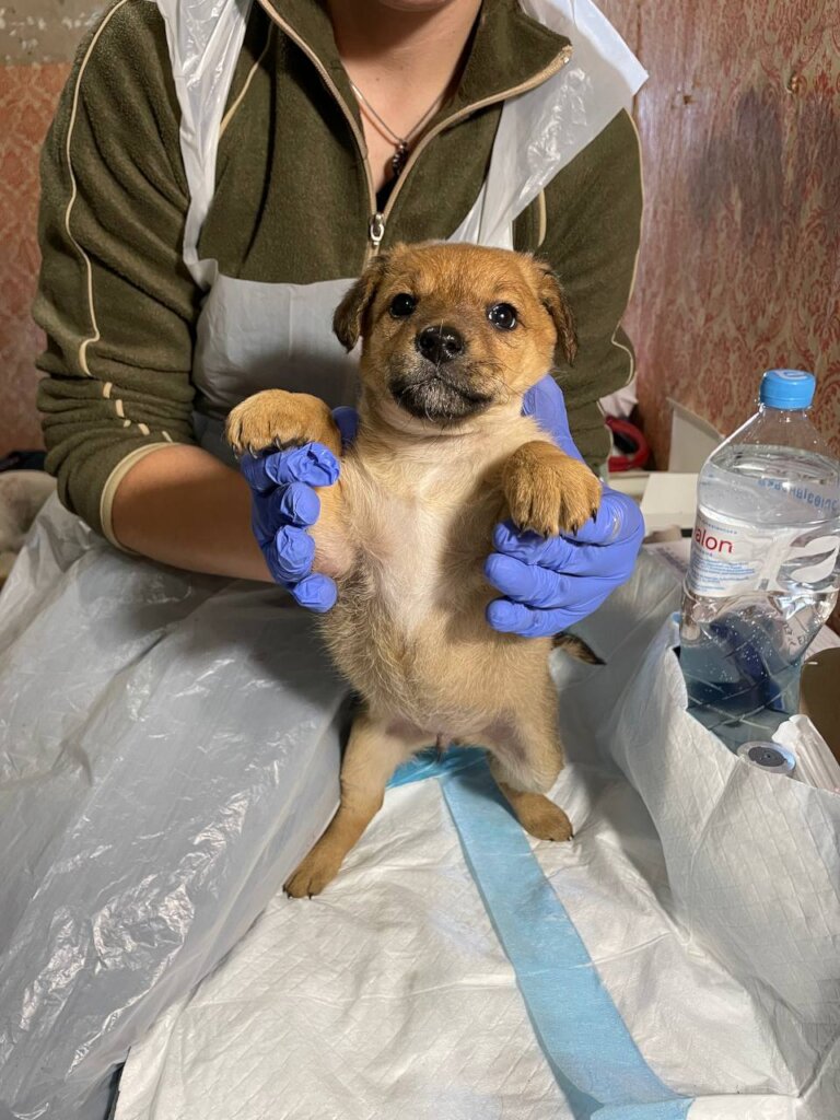 Mobile Vet Mission for Stray Animals in Ukraine - GlobalGiving