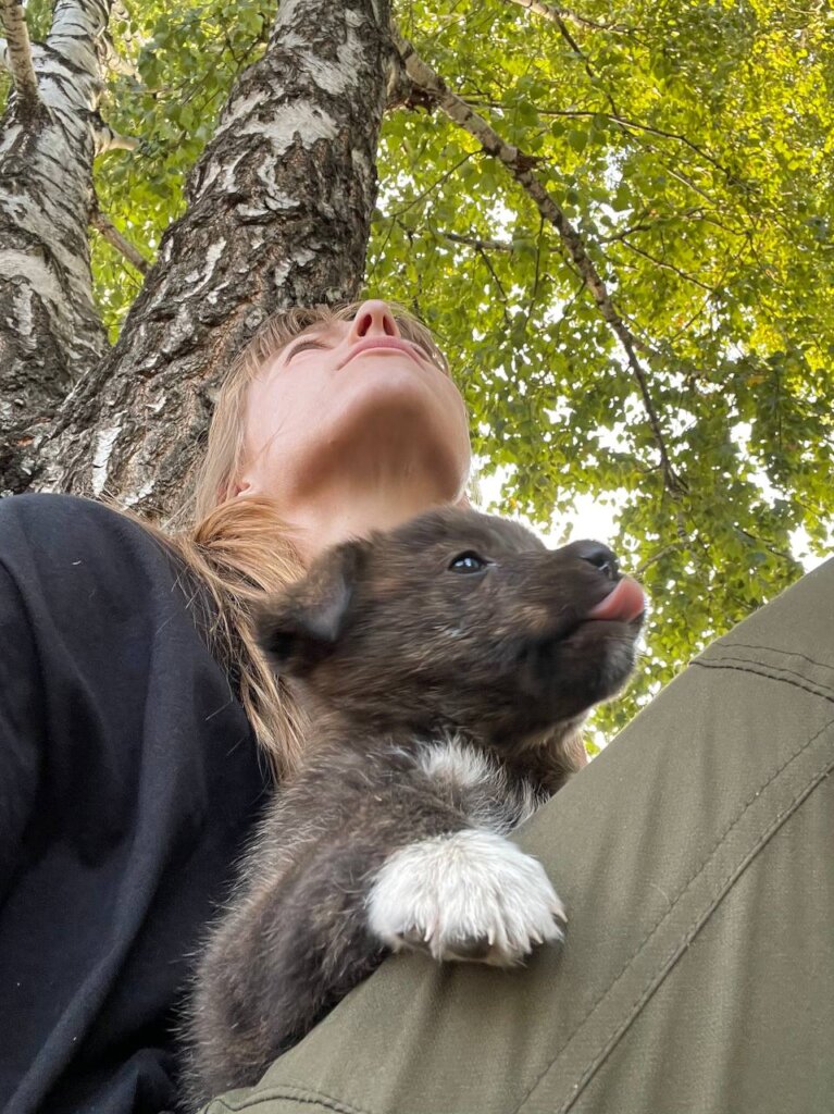 Mobile Vet Mission for Stray Animals in Ukraine - GlobalGiving