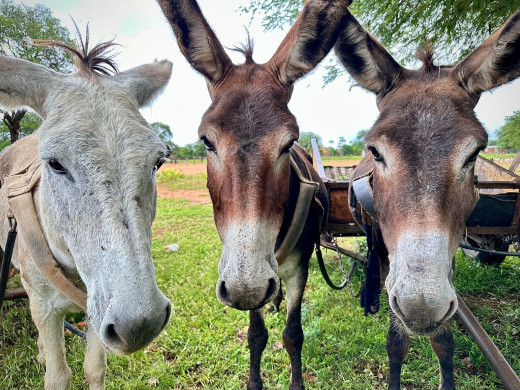 Support and welfare for working donkeys - GlobalGiving