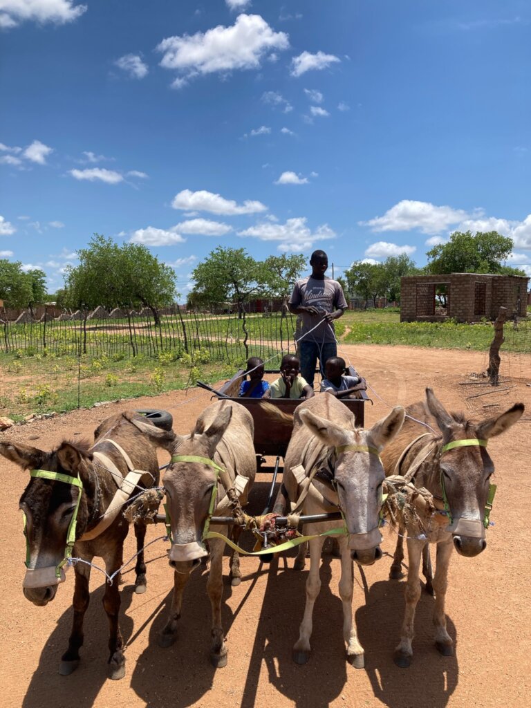 Support and welfare for working donkeys - GlobalGiving